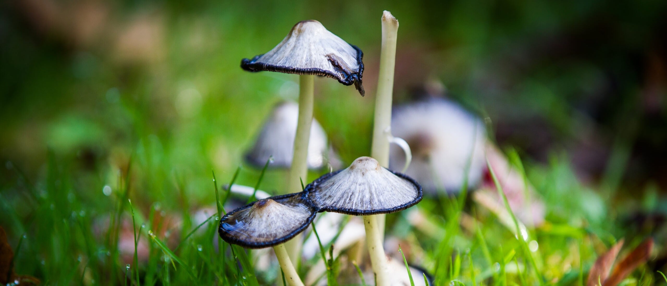 Fabulous Fungi Discovery Day - family event at Westonbirt Arboretum ...
